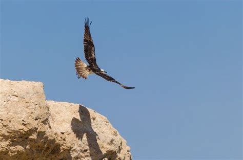 Орел в небе Премиум Фото
