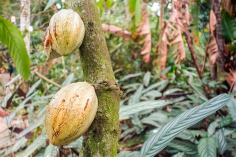 Premium Photo Cacao Tree With Cocoa Fruit On The Forest Chocolate