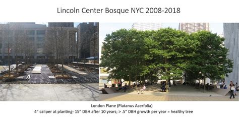 A Practitioners Guide To Tree Evaluation DeepRoot Blog