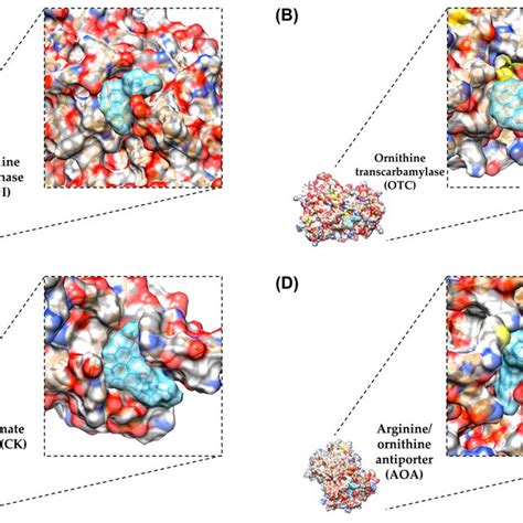 The Schematic Of The Arginine Deiminase Adi Pathway Aoa Download Scientific Diagram
