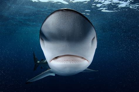 Море акульих плавников Masterok — Livejournal