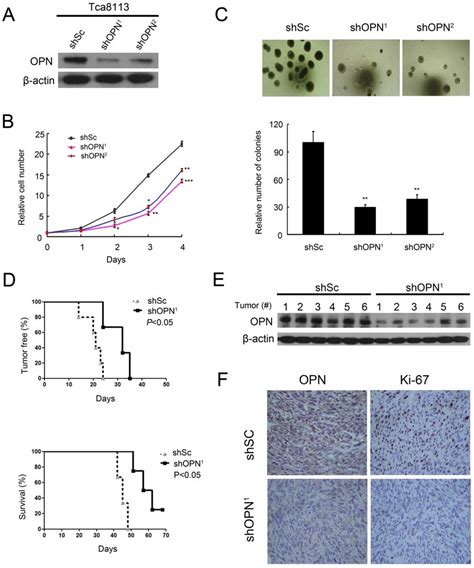 Depletion Of Opn Suppresses Cell Proliferation Colony Formation And Download Scientific