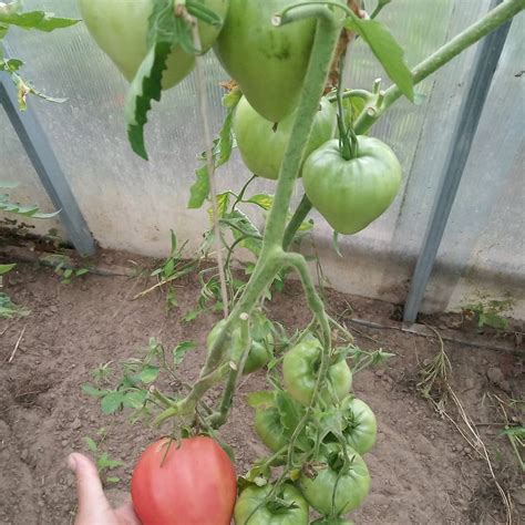 Томат Сахарный бизон: ОТЗЫВЫ (34), фото, урожайность | tomatland.ru
