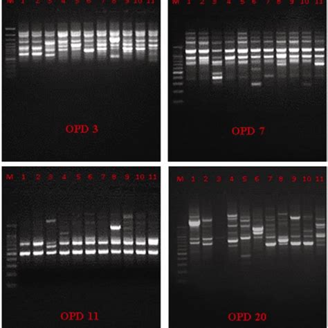 Rapd Pcr Products Amplified From The Genomic Dna Of Different P