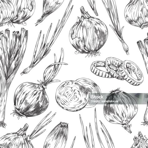흑백 양파 이음새가 없는 무늬 흰색 배경에 벡터 일러스트레이션을 스케치합니다 샐러드에 대한 스톡 벡터 아트 및 기타 이미지 샐러드 쪽파 고풍스런 Istock