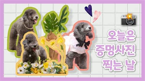 🐶강아지 두 돌 기념 개족사진 찍는 날 Vlog 반려견 동반 스튜디오 촬영 증멍사진 찍는 날 베들링턴테리어 미용부터 코디 촬영까지 모든 것💐🎀 Youtube