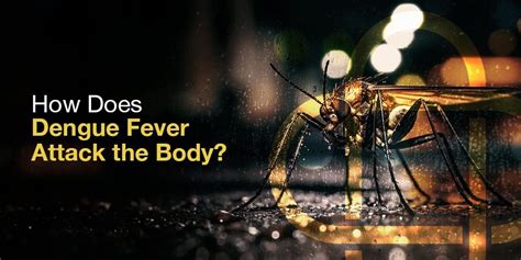 Dengue Fever On Rise Lean More On Ways To Prevent From Dengue