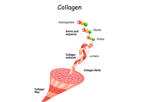 What Is Collagen And Why Does Our Body Need It Gaia Naturelle