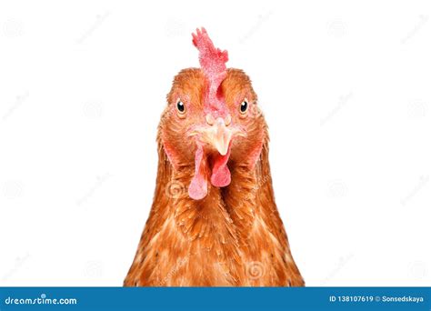 Funny Chicken Pictures Images