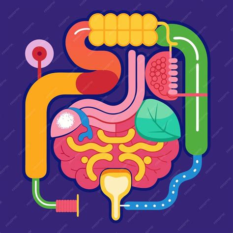 Gastrointestinal Tract Anatomy For Education Premium Ai Generated Image
