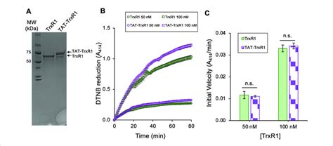 Purity And Biochemical Activity Of Trxr1 And Tat Trxr1 Variants The