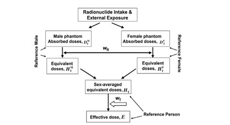 4 Estimation Of Effective Dose By Sex Averaging Image Taken From