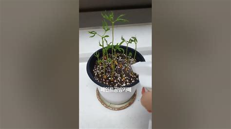 페인트공방카페 새싹삼키우기 🌱 취재 ️📸갔다가 새싹삼체험 하고 왔어요 2주키운 아이~ 집안에서 키우기 딱이네요 😁 반려식물 키우는재미 Shorts Youtube