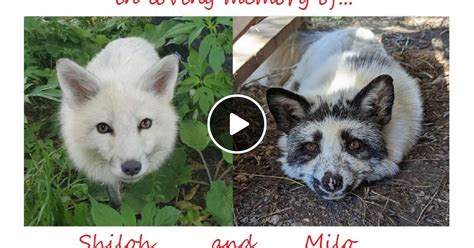 Mouse The Fox In Loving Memory Of Shiloh And Milo Vol53 0708