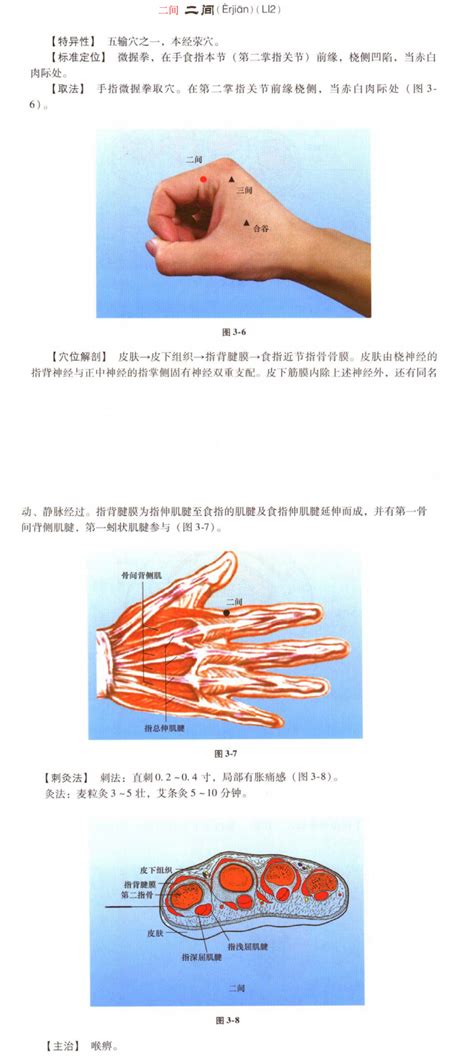 二间穴准确位置图解解剖定位主治作用针灸针刺艾灸方法注意事项