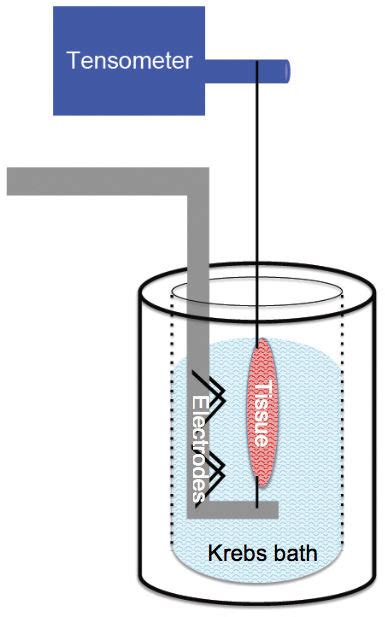 In Vitro Contractility Set Up Download Scientific Diagram