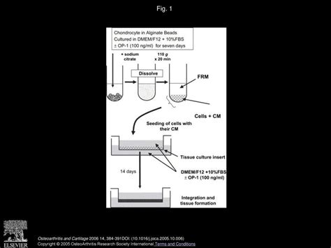 Osteogenic Protein 1 Promotes The Formation Of Tissue Engineered