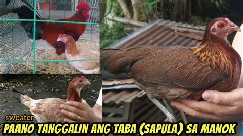 Paano Tangalin Ang Taba O Sapula Sa Babaeng Manok Youtube
