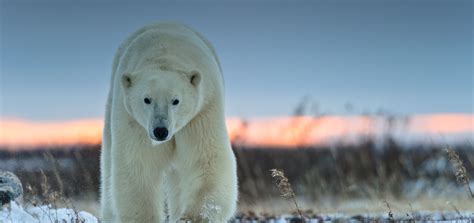 Polar Bear Tours Churchill Wild 1 866 Ugo Wild