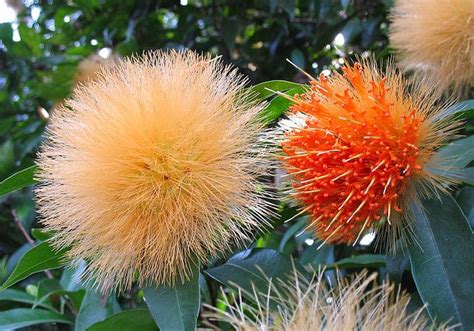 Diadema - the flowers | Cool plants, Planting flowers, Beautiful gardens