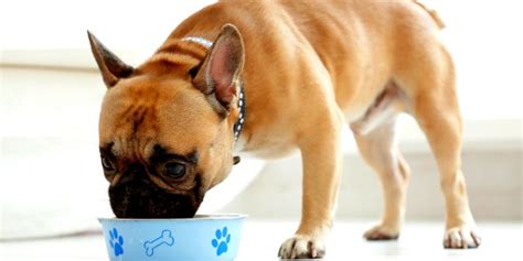 Арахис в рационе питания домашних животных нормы орешков для кошек морских свинок шиншилл