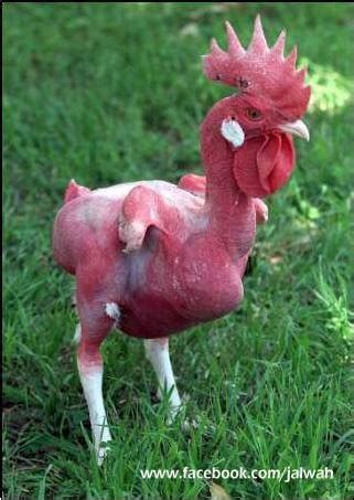 Lets See Your Shaved Cocks Page 2 LPSG