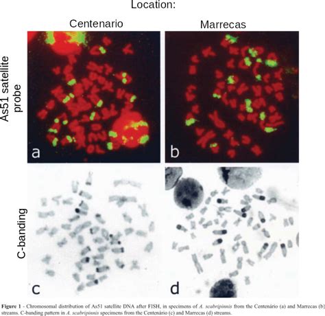 Plnt 3140 Introductory Cytogenetics Kinetic Classes Of Genomic Dna