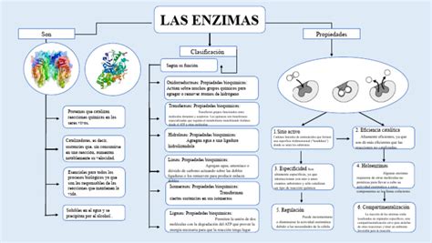 Mapa Conceptual De Las Enzimas 6 Descargar Gratis Pdf Enzima
