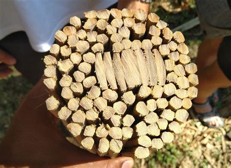 Bamboo U Have You Ever Heard About Lidi Bundles⁠