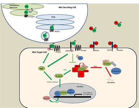 Figure 1 From Wntβ Catenin Signaling In Normal And Cancer Stem Cells