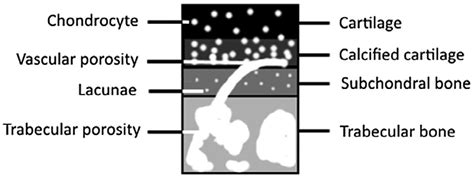 Schematic Representation Of Joints Tissue Layers And Their
