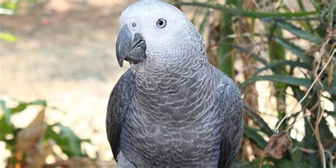African Grey Parrot Price Cost Factors And Ownership Expenses 2025