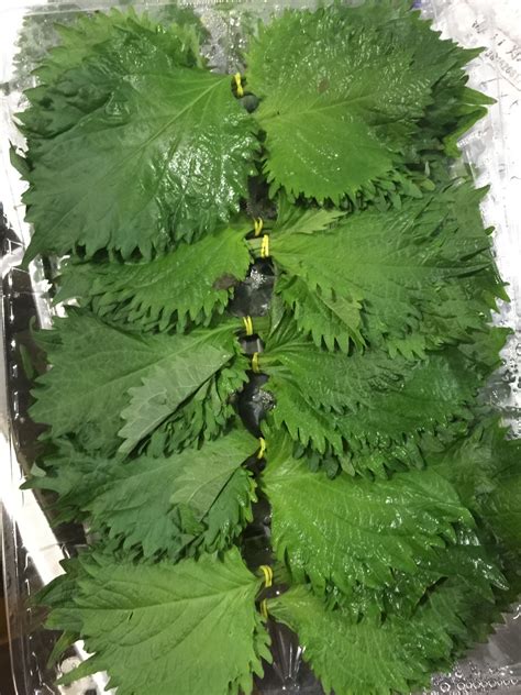 绿紫苏紫苏豆角炒茄子灯笼红香瓜大山谷图库