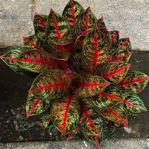 Jual Aglonema Widuri Remaja Tanaman Hias Aglaonema Widuri Murah