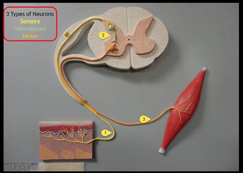 Bsc 2085l Exercise 17 3 Types Of Neurons Sensory Interneurons Motor