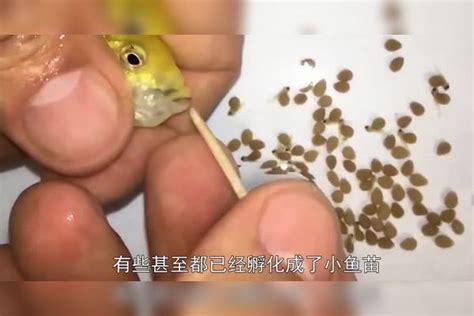 宠物鱼三天不吃不喝，用牙签撬开它的嘴巴一看，竟然有“东西”！牙签宠物鱼嘴巴