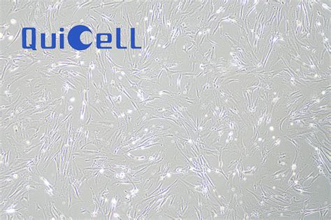 Hfl1人胚肺成纤维细胞（有限细胞系） 上海葵赛生物科技有限公司shanghai Quicell Biotechnology Co Ltd