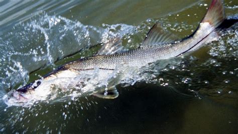 Snook Season In Florida Starts Sept 1