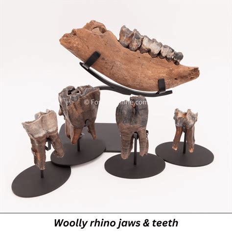 Fossils Online Unveiling Earths History Through Timeless Treasures