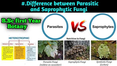 Difference between Parasitic and Saprophytic Fungi परजव कवक और