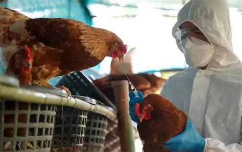 Enfrenta Chile La Peor Crisis De Gripe Aviar En Su Historia