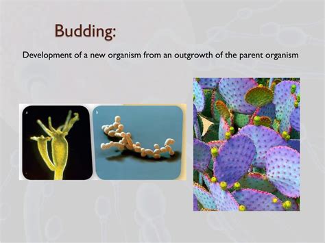 Ppt Reproduction Ways Of Reproducing Powerpoint Presentation Free