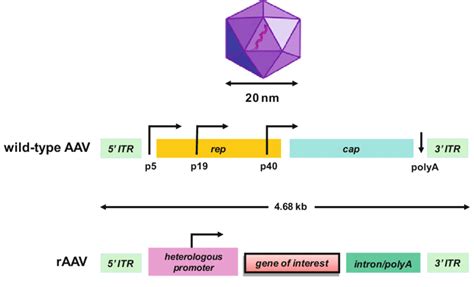 Genomic Organization Of Wild Type Aav And Raav Vectors The Wild Type