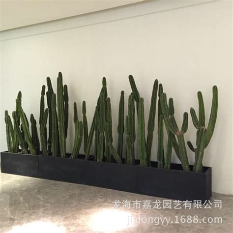 室内热带景观 室内热带雨林景观 室内热带植物造景 第11页 大山谷图库