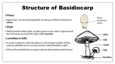Structure And Reproduction In Agaricus Pptx
