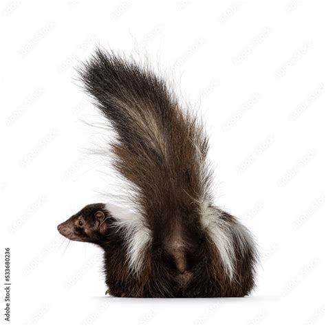 Back Side Of Classic Brown With White Striped Young Skunk Aka Mephitis