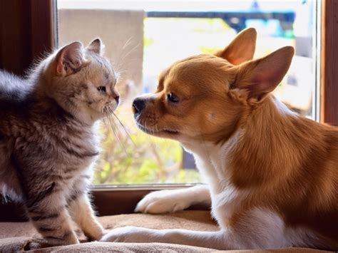 犬と猫を一緒に飼うのはok？同居を成功させるポイントや注意点、リアルな体験談をご紹介！