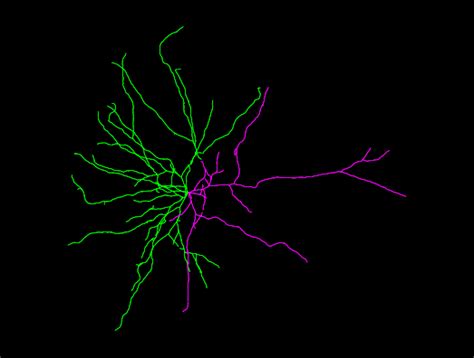 Detailed Cell Information Frontal Association Cortex 4