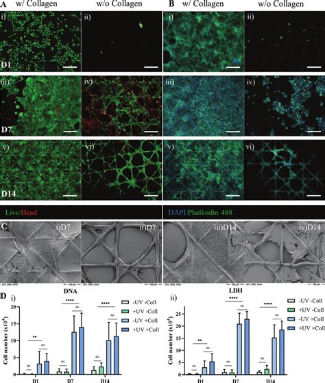 Adhesion Viability And Proliferation Of Human Keratinocytes Grown On