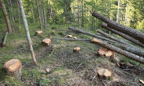 4 Tips To Help You Decide Whether To Cut Down A Tree Or Not Times